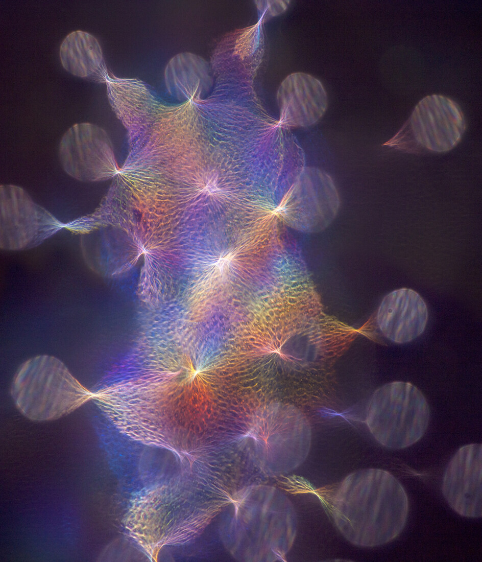 art – David Garland